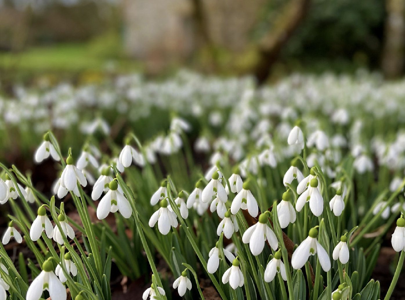 Carlow Snowdrop Month