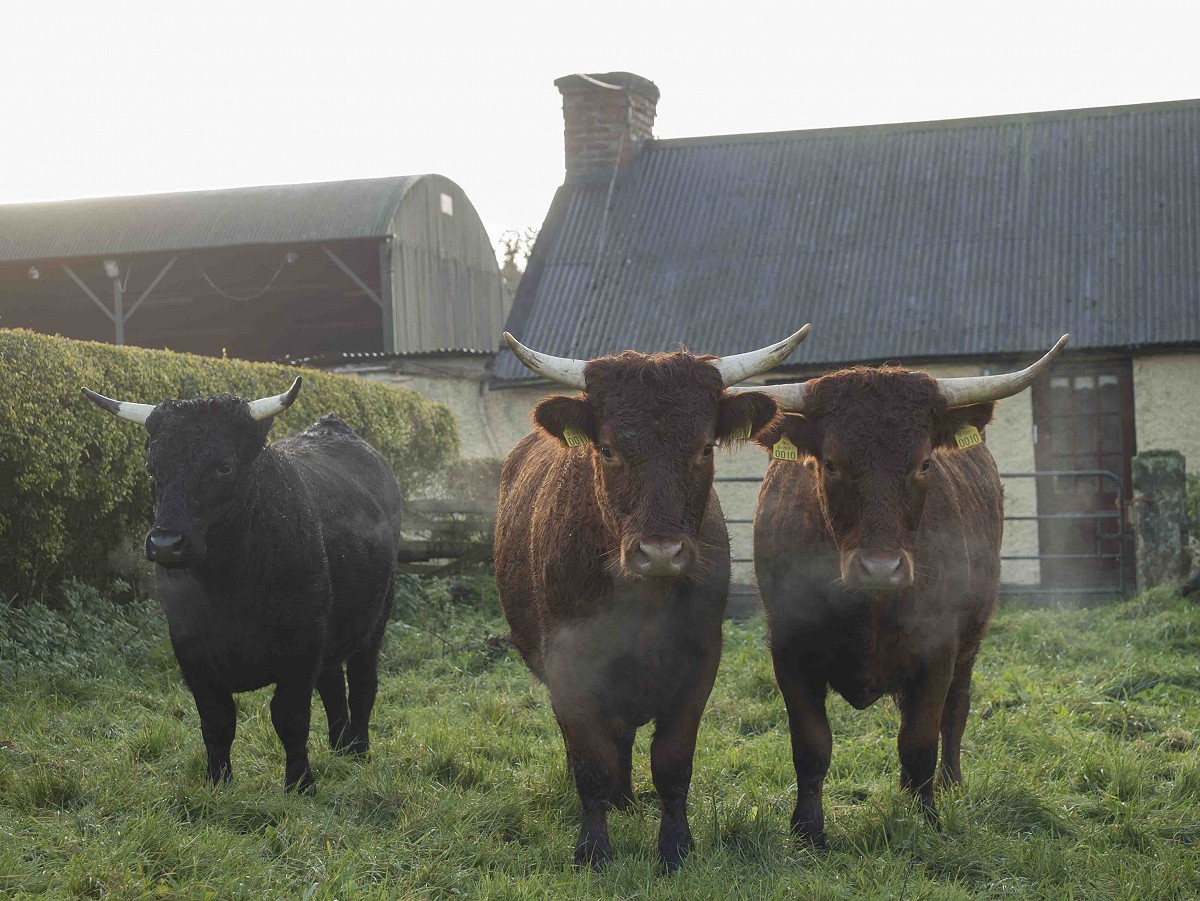 Dexter cattle from our meadow grassland